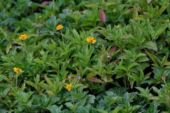 ודליה תלת אונתית - TO KEEP השער לעולם הגינון